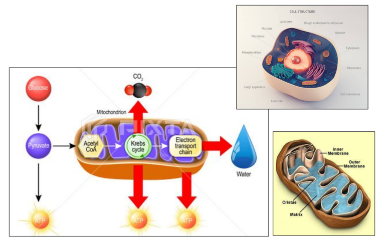 IBDP Biology 2025 SL&HL: C1.2 Cell respiration Study Notes