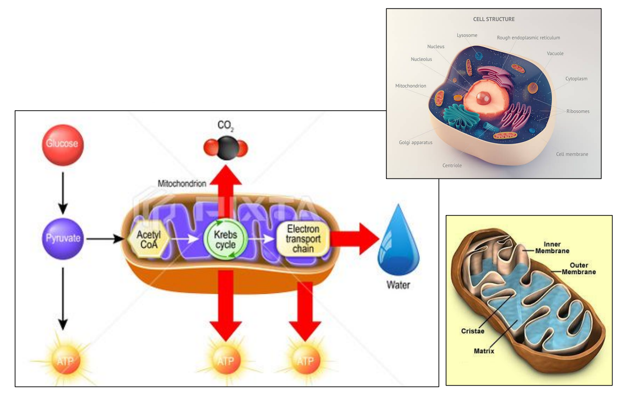 IBDP Biology 2025 SL&HL: C1.2 Cell respiration Study Notes