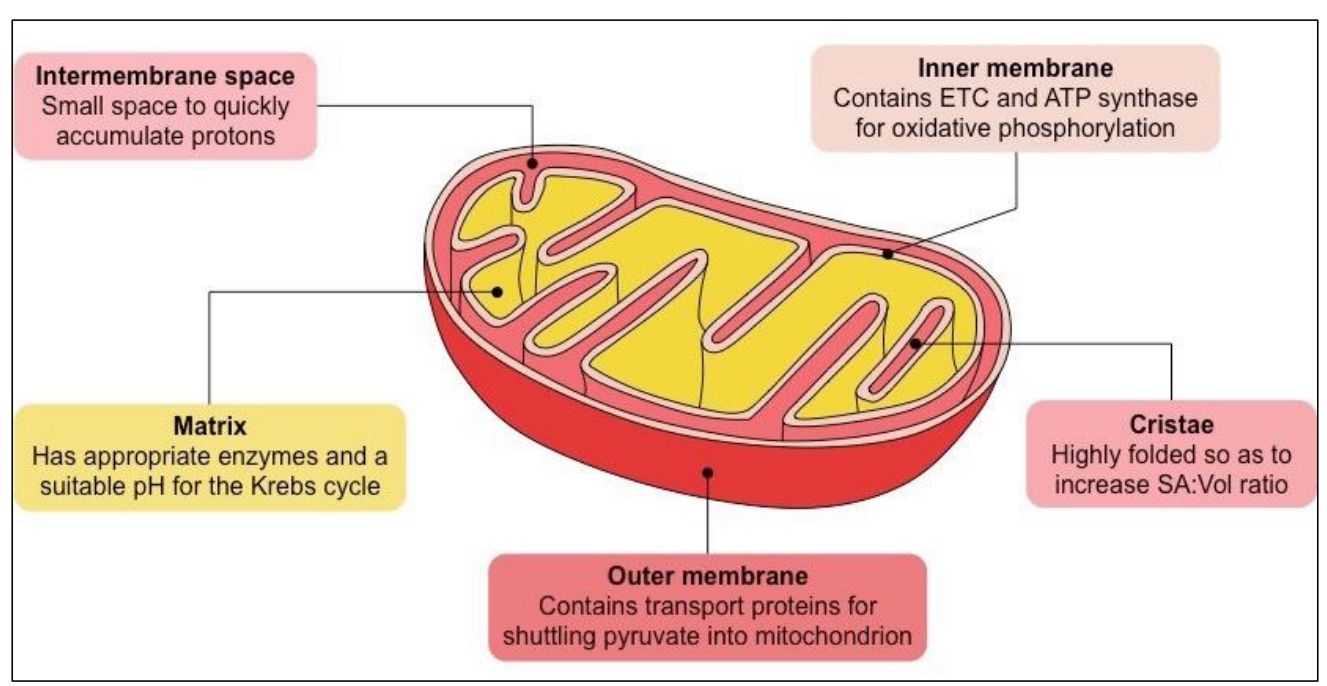 IBDP Biology 2025 SL&HL: C1.2 Cell respiration Study Notes