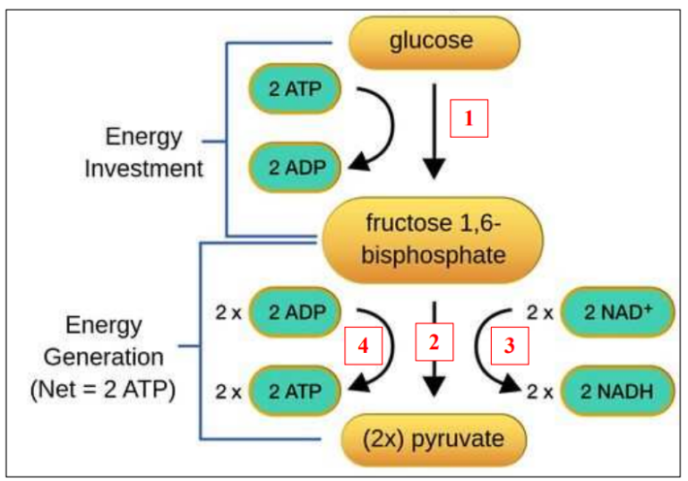 IBDP Biology 2025 SL&HL: C1.2 Cell respiration Study Notes