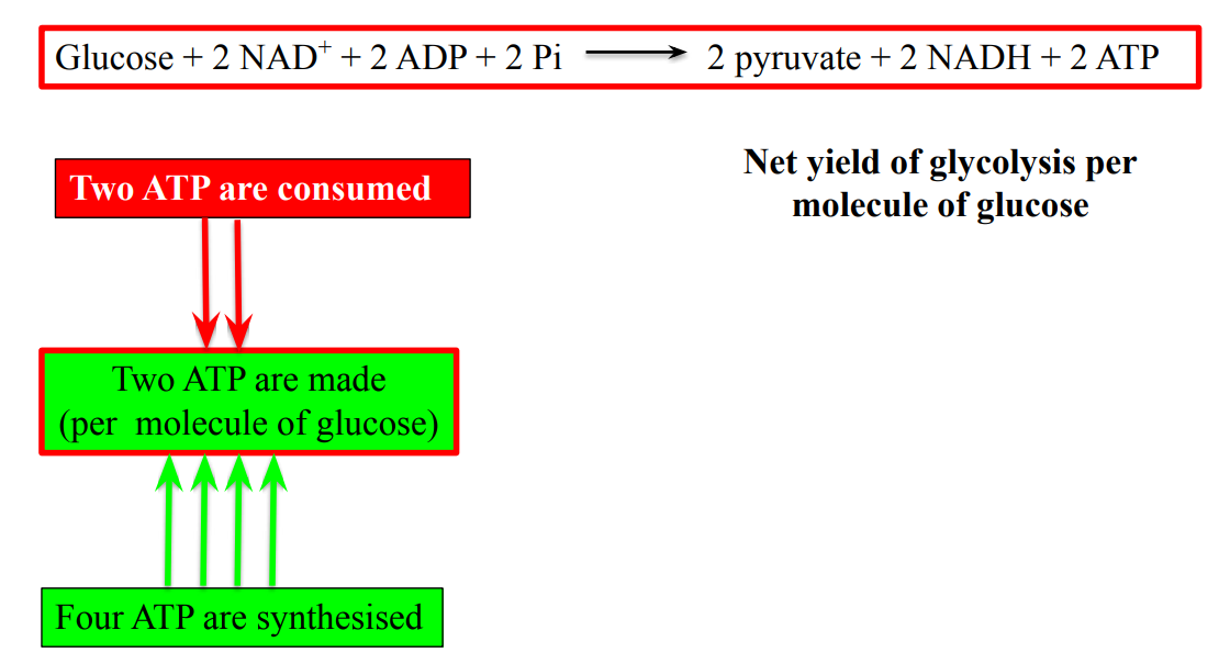 IBDP Biology 2025 SL&HL: C1.2 Cell respiration Study Notes