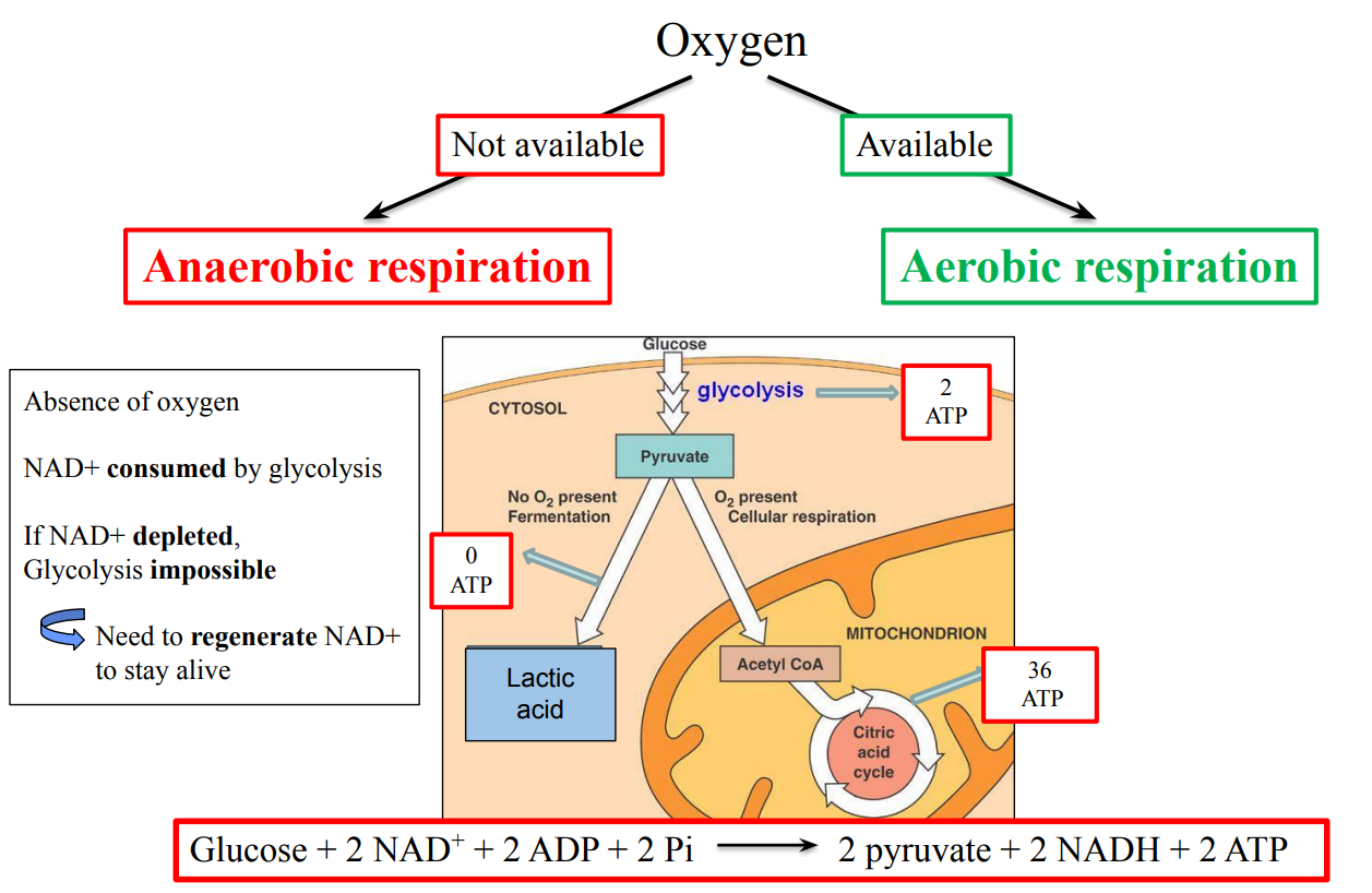 IBDP Biology 2025 SL&HL: C1.2 Cell respiration Study Notes
