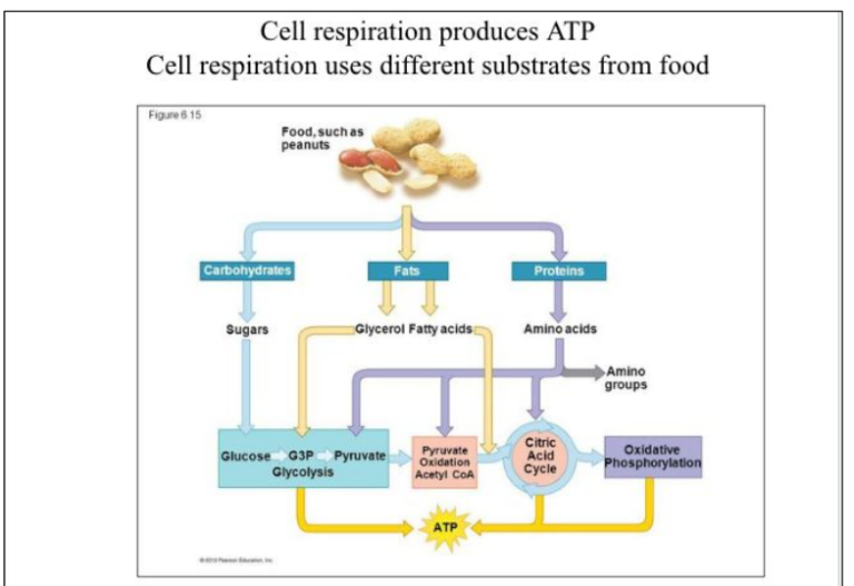 IBDP Biology 2025 SL&HL: C1.2 Cell respiration Study Notes