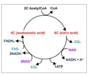 IBDP Biology 2025 SL&HL: C1.2 Cell respiration Study Notes