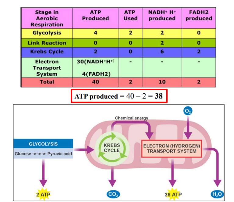 IBDP Biology 2025 SL&HL: C1.2 Cell respiration Study Notes
