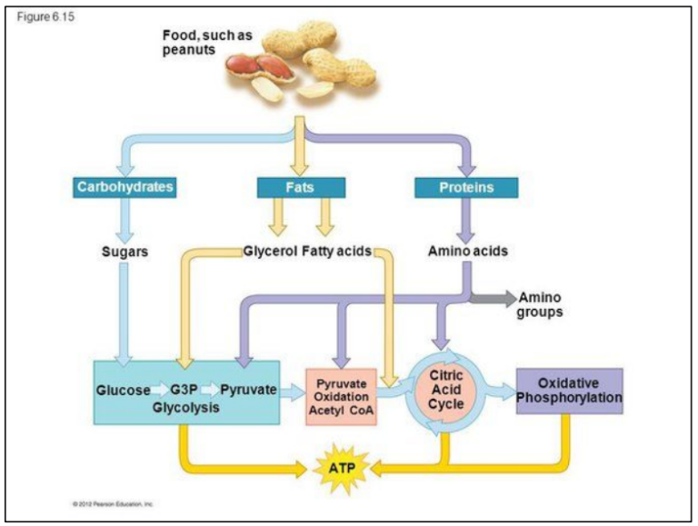 IBDP Biology 2025 SL&HL: C1.2 Cell respiration Study Notes