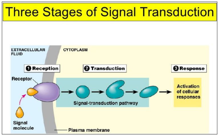 IBDP Biology 2025 SL&HL: C2.1 Chemical signaling Study Notes