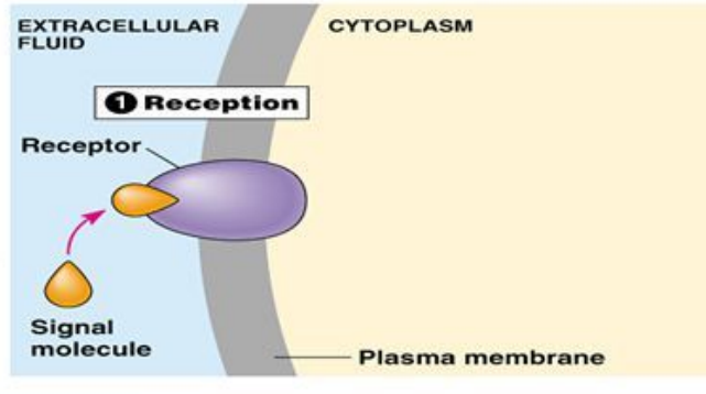IBDP Biology 2025 SL&HL: C2.1 Chemical signaling Study Notes