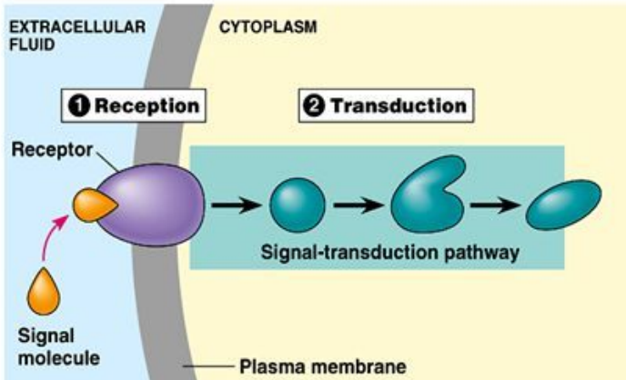 IBDP Biology 2025 SL&HL: C2.1 Chemical signaling Study Notes