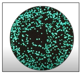 IBDP Biology 2025 SL&HL: C2.1 Chemical signaling Study Notes