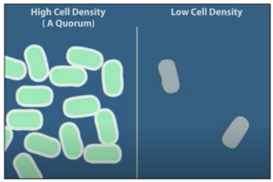 IBDP Biology 2025 SL&HL: C2.1 Chemical signaling Study Notes