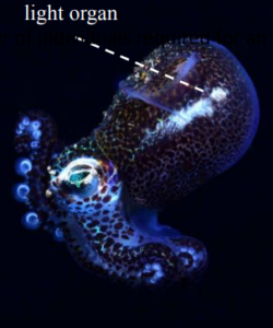 IBDP Biology 2025 SL&HL: C2.1 Chemical signaling Study Notes