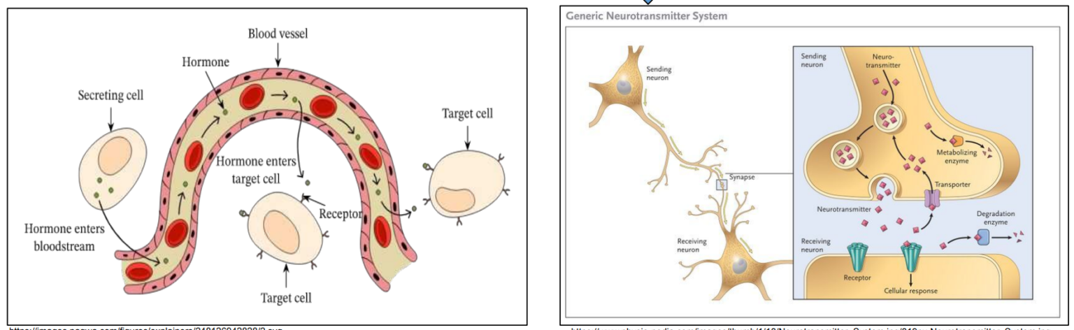 IBDP Biology 2025 SL&HL: C2.1 Chemical signaling Study Notes