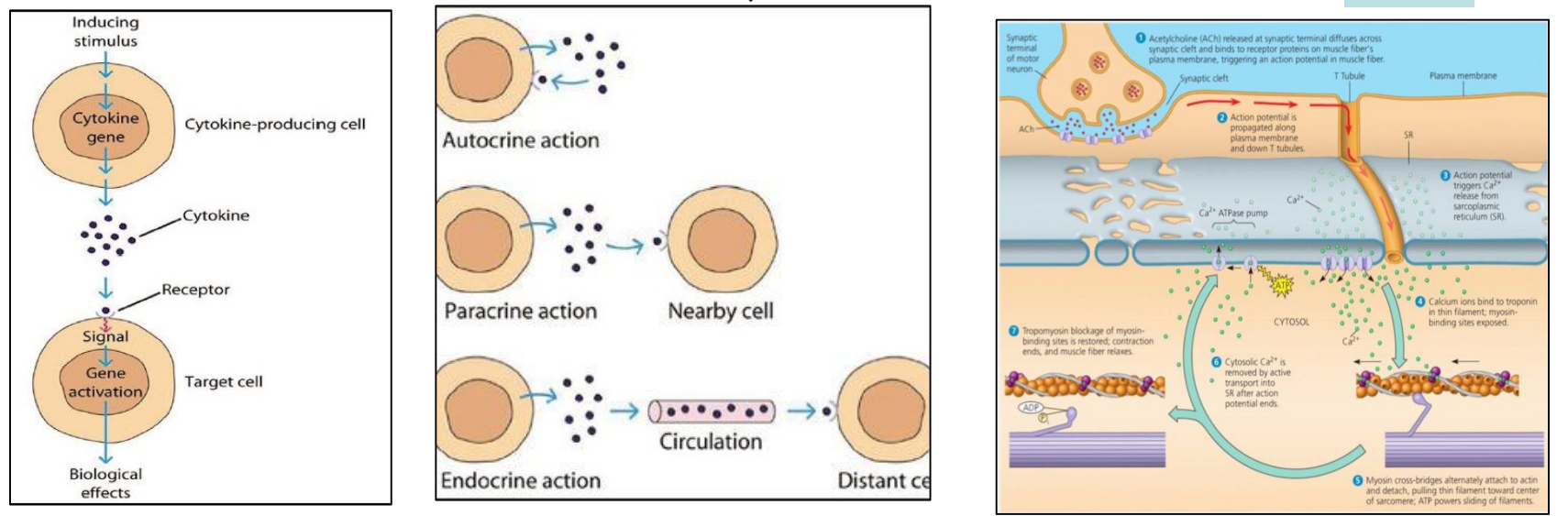 IBDP Biology 2025 SL&HL: C2.1 Chemical signaling Study Notes