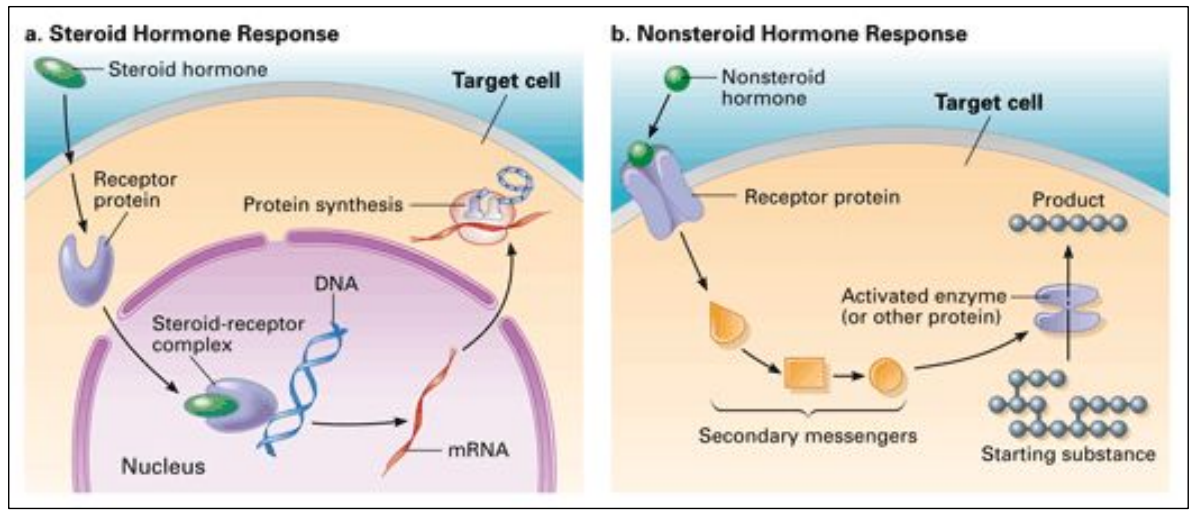 IBDP Biology 2025 SL&HL: C2.1 Chemical signaling Study Notes