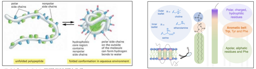 IBDP Biology 2025 SL&HL: C2.1 Chemical signaling Study Notes