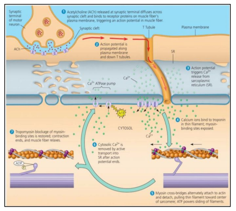 IBDP Biology 2025 SL&HL: C2.1 Chemical signaling Study Notes