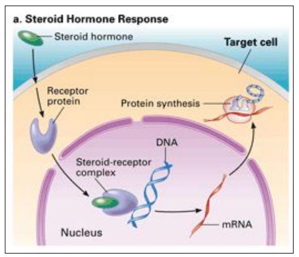 IBDP Biology 2025 SL&HL: C2.1 Chemical signaling Study Notes