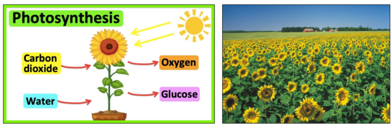 IBDP Biology 2025 SL&HL: C1.3 Photosynthesis Study Notes