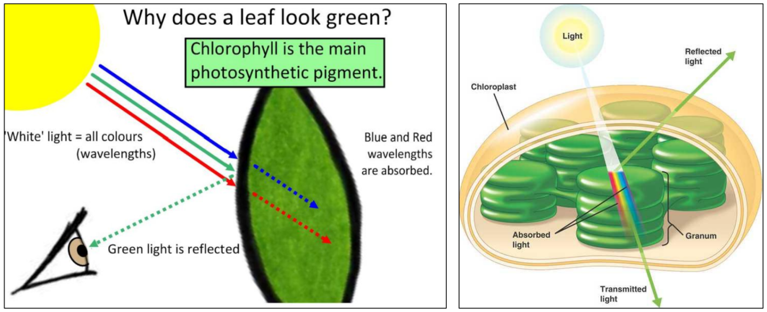 IBDP Biology 2025 SL&HL: C1.3 Photosynthesis Study Notes