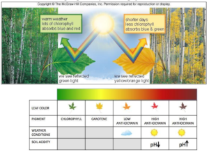 IBDP Biology 2025 SL&HL: C1.3 Photosynthesis Study Notes