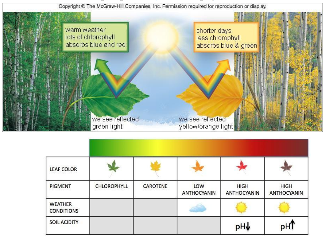 IBDP Biology 2025 SL&HL: C1.3 Photosynthesis Study Notes