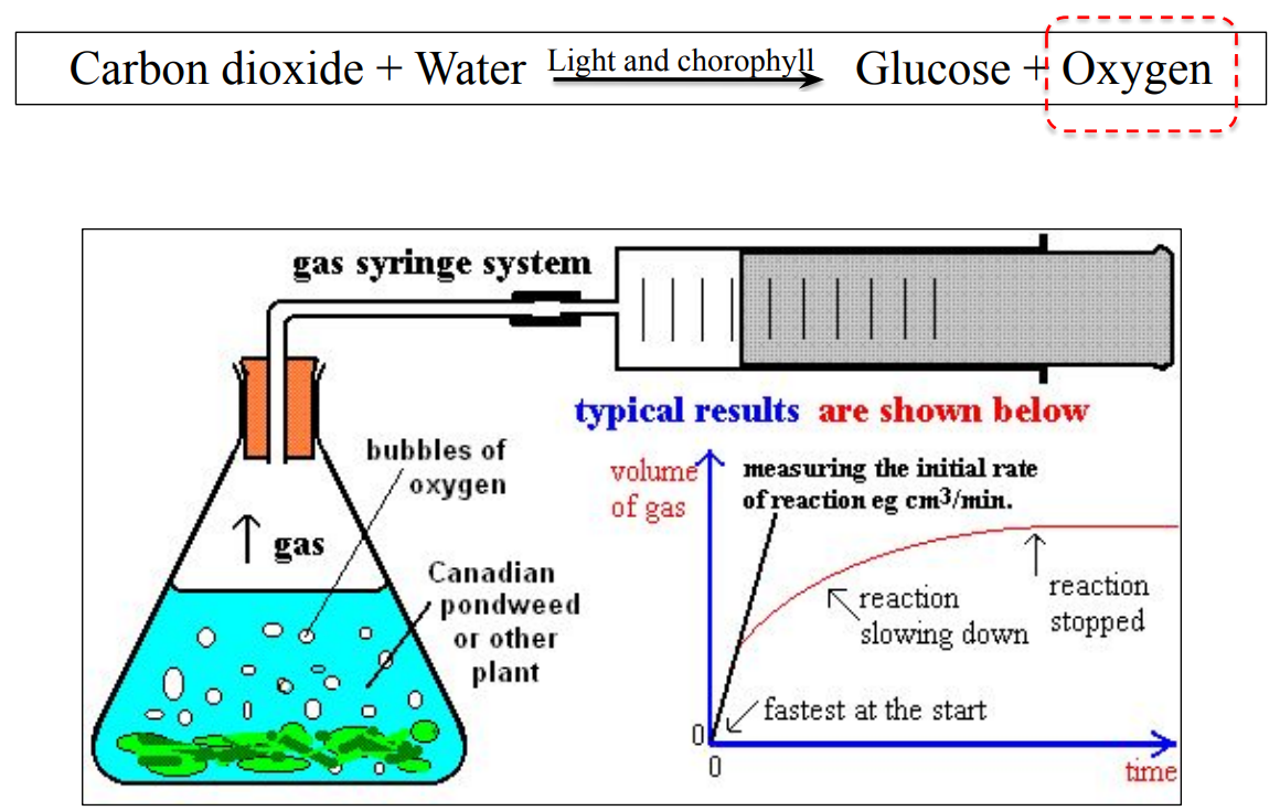 IBDP Biology 2025 SL&HL: C1.3 Photosynthesis Study Notes
