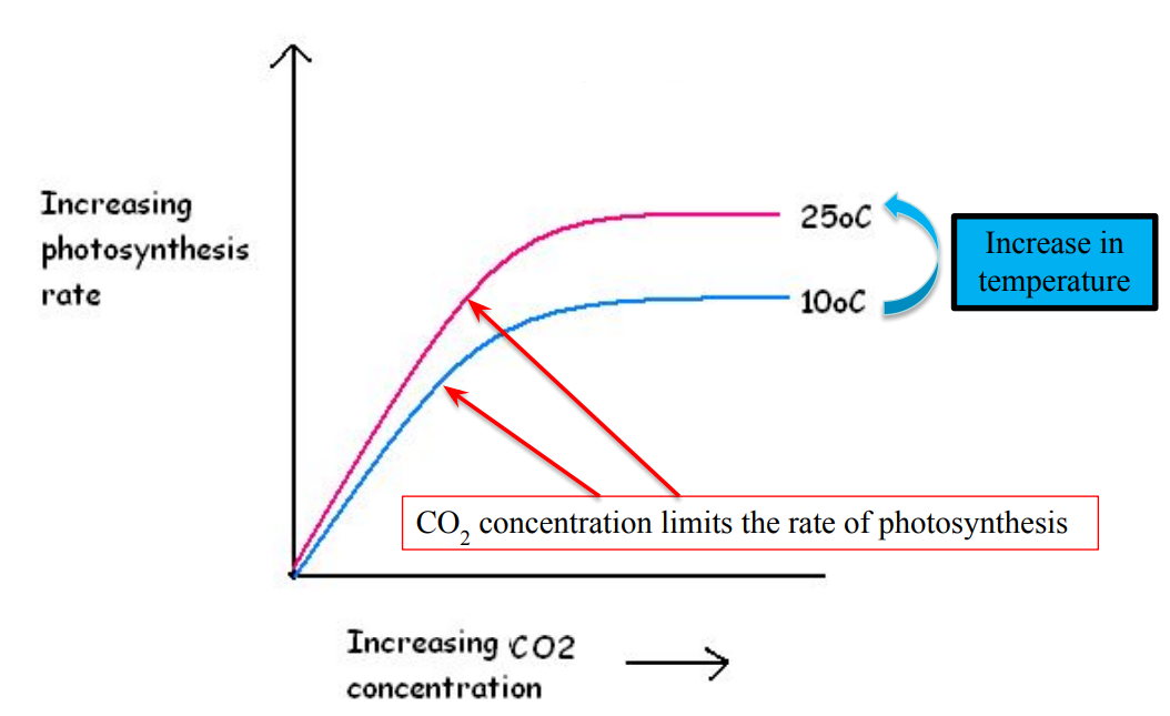 IBDP Biology 2025 SL&HL: C1.3 Photosynthesis Study Notes