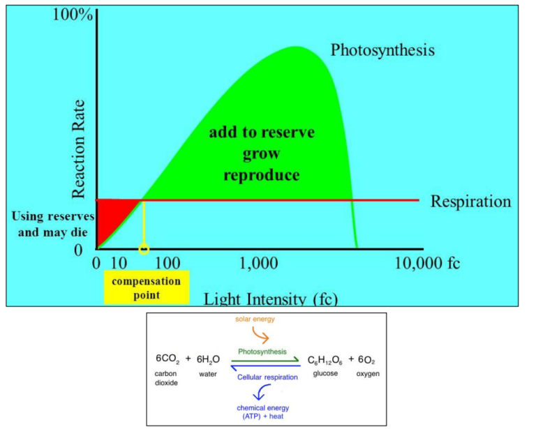 IBDP Biology 2025 SL&HL: C1.3 Photosynthesis Study Notes