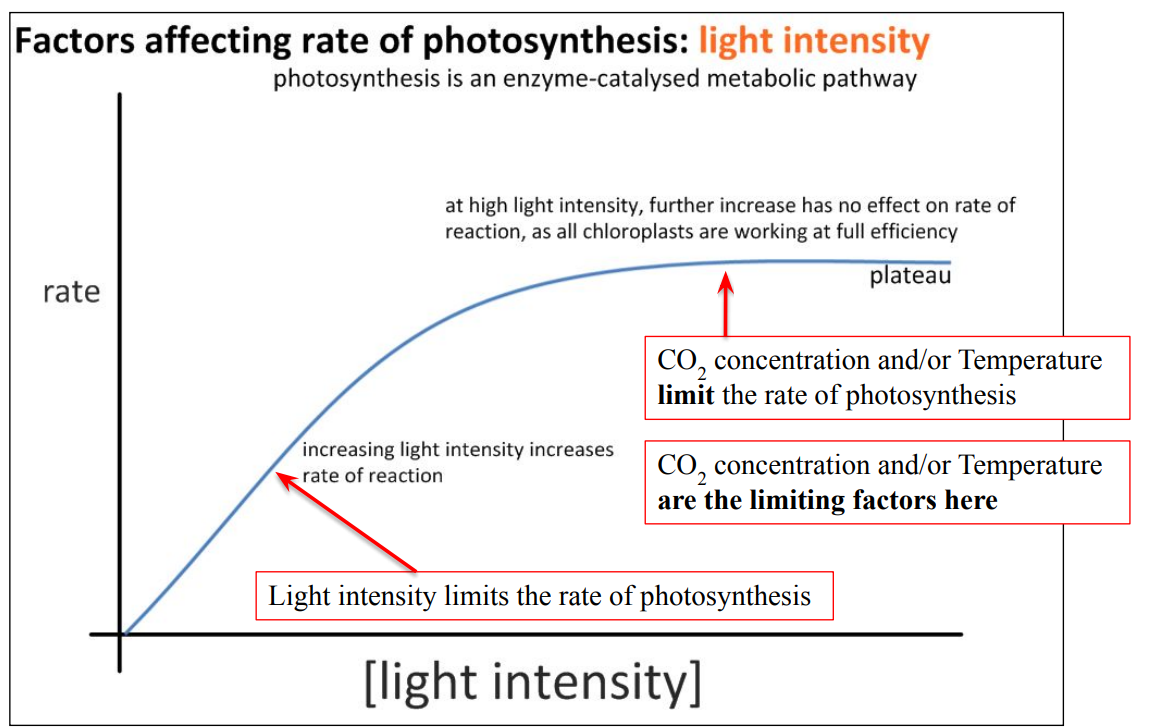 IBDP Biology 2025 SL&HL: C1.3 Photosynthesis Study Notes