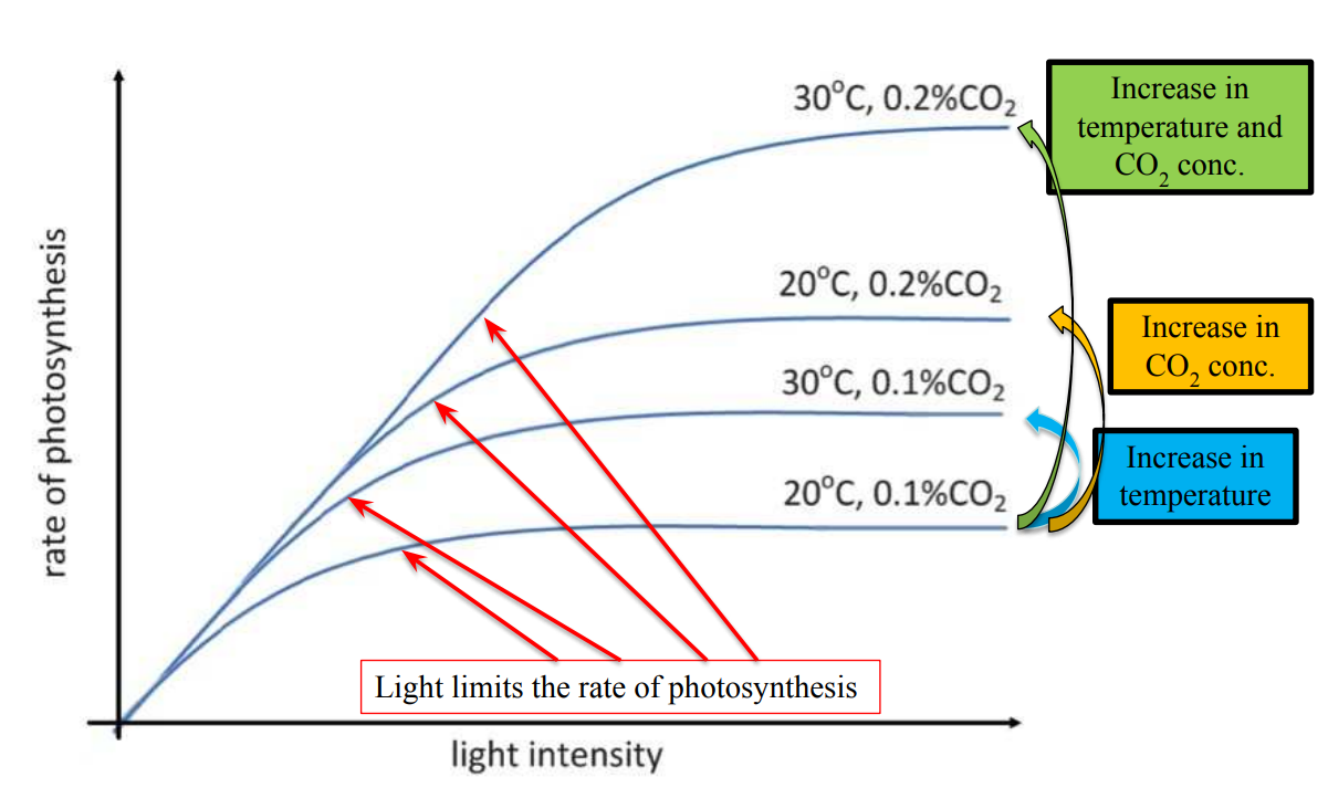 IBDP Biology 2025 SL&HL: C1.3 Photosynthesis Study Notes