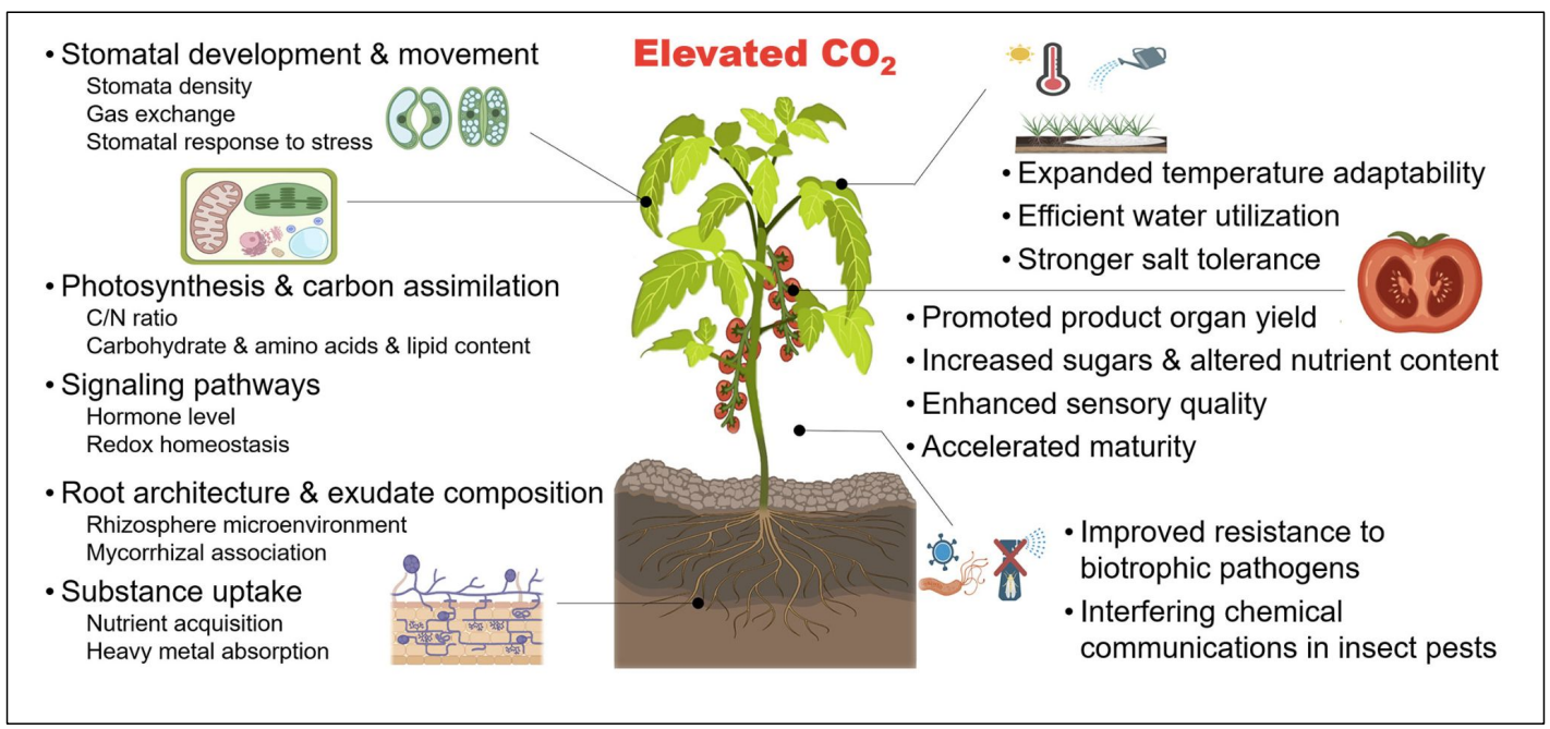 IBDP Biology 2025 SL&HL: C1.3 Photosynthesis Study Notes