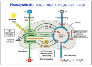 IBDP Biology 2025 SL&HL: C1.3 Photosynthesis Study Notes