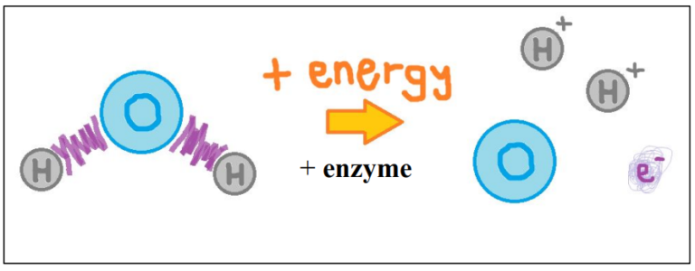 IBDP Biology 2025 SL&HL: C1.3 Photosynthesis Study Notes