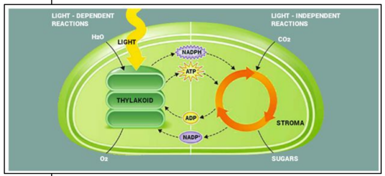 IBDP Biology 2025 SL&HL: C1.3 Photosynthesis Study Notes