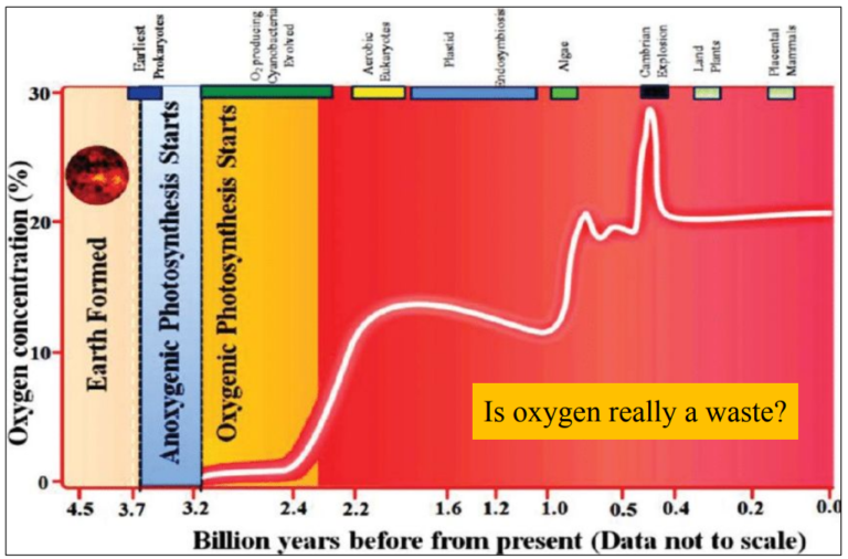 IBDP Biology 2025 SL&HL: C1.3 Photosynthesis Study Notes
