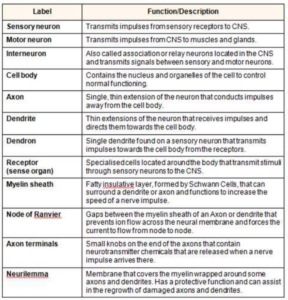 IBDP Biology 2025 SL&HL: C2.2 Neural signaling Study Notes