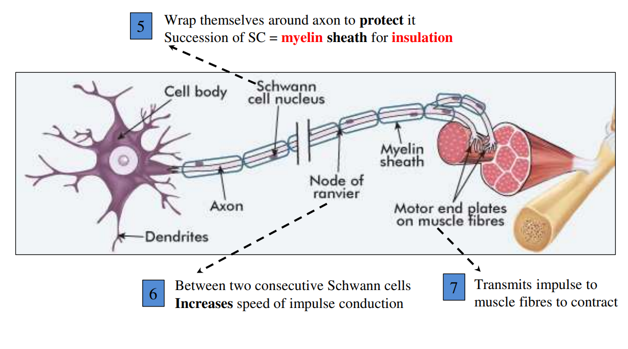 IBDP Biology 2025 SL&HL: C2.2 Neural signaling Study Notes