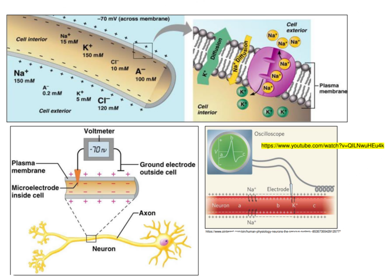 IBDP Biology 2025 SL&HL: C2.2 Neural signaling Study Notes
