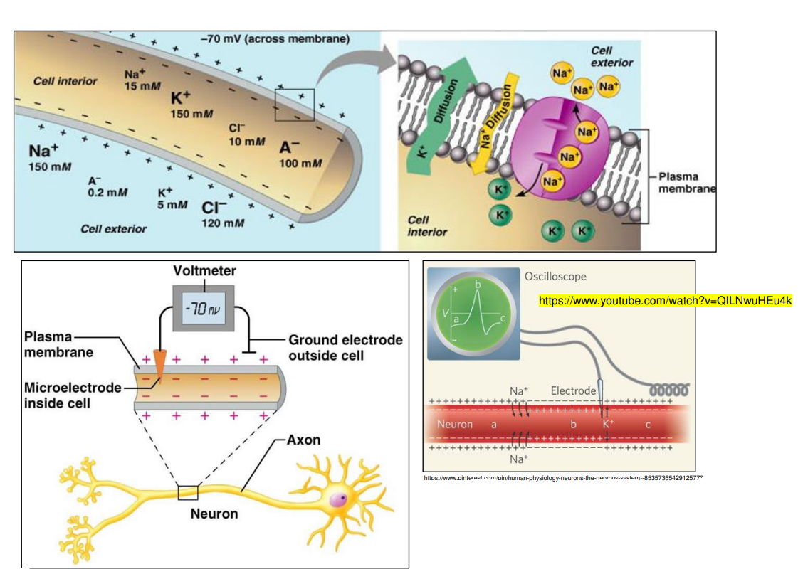 IBDP Biology 2025 SL&HL: C2.2 Neural signaling Study Notes