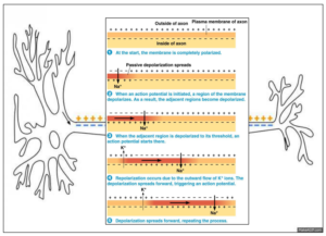 IBDP Biology 2025 SL&HL: C2.2 Neural signaling Study Notes