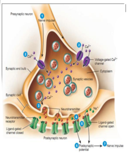 IBDP Biology 2025 SL&HL: C2.2 Neural signaling Study Notes