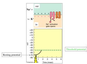 IBDP Biology 2025 SL&HL: C2.2 Neural signaling Study Notes