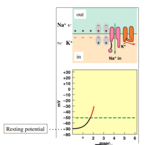 IBDP Biology 2025 SL&HL: C2.2 Neural signaling Study Notes