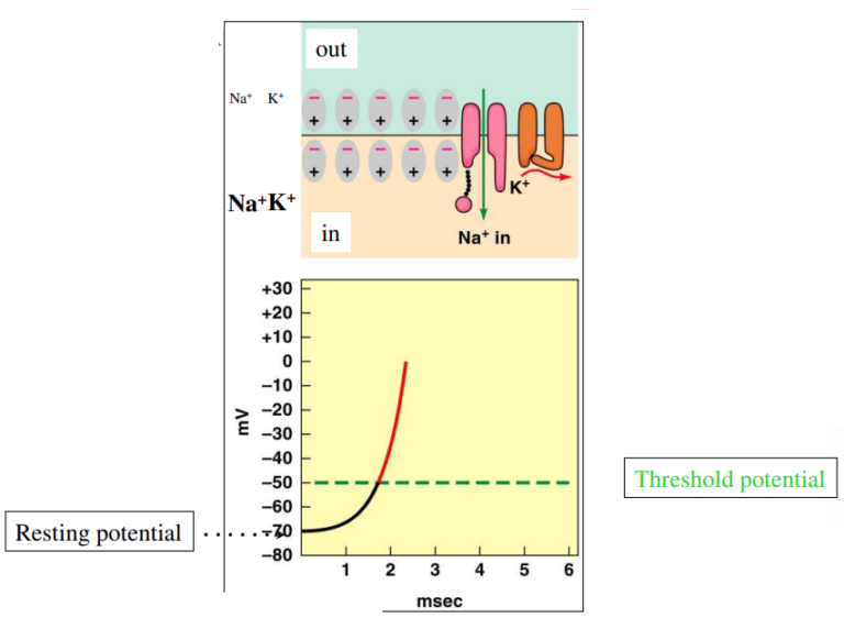 IBDP Biology 2025 SL&HL: C2.2 Neural signaling Study Notes