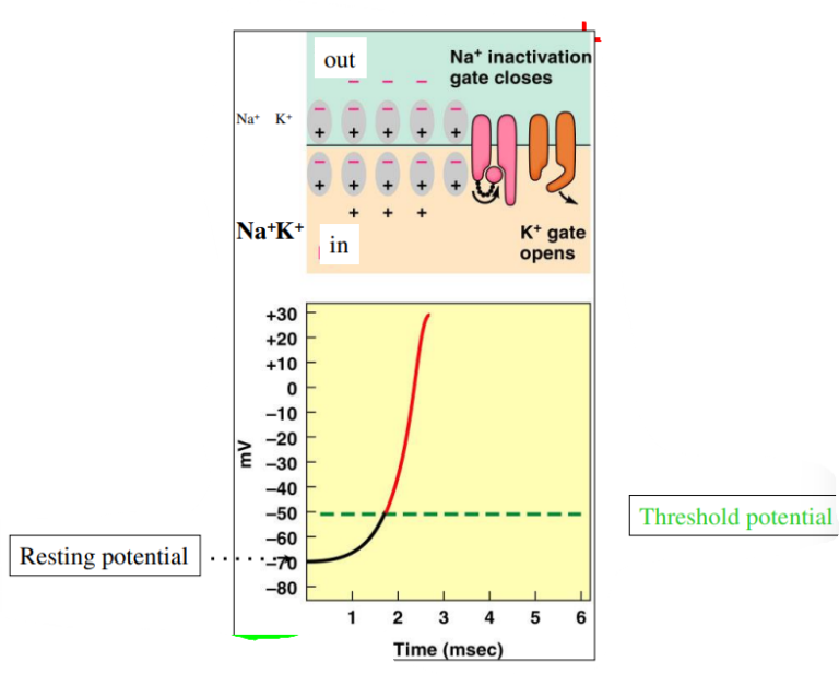 IBDP Biology 2025 SL&HL: C2.2 Neural signaling Study Notes
