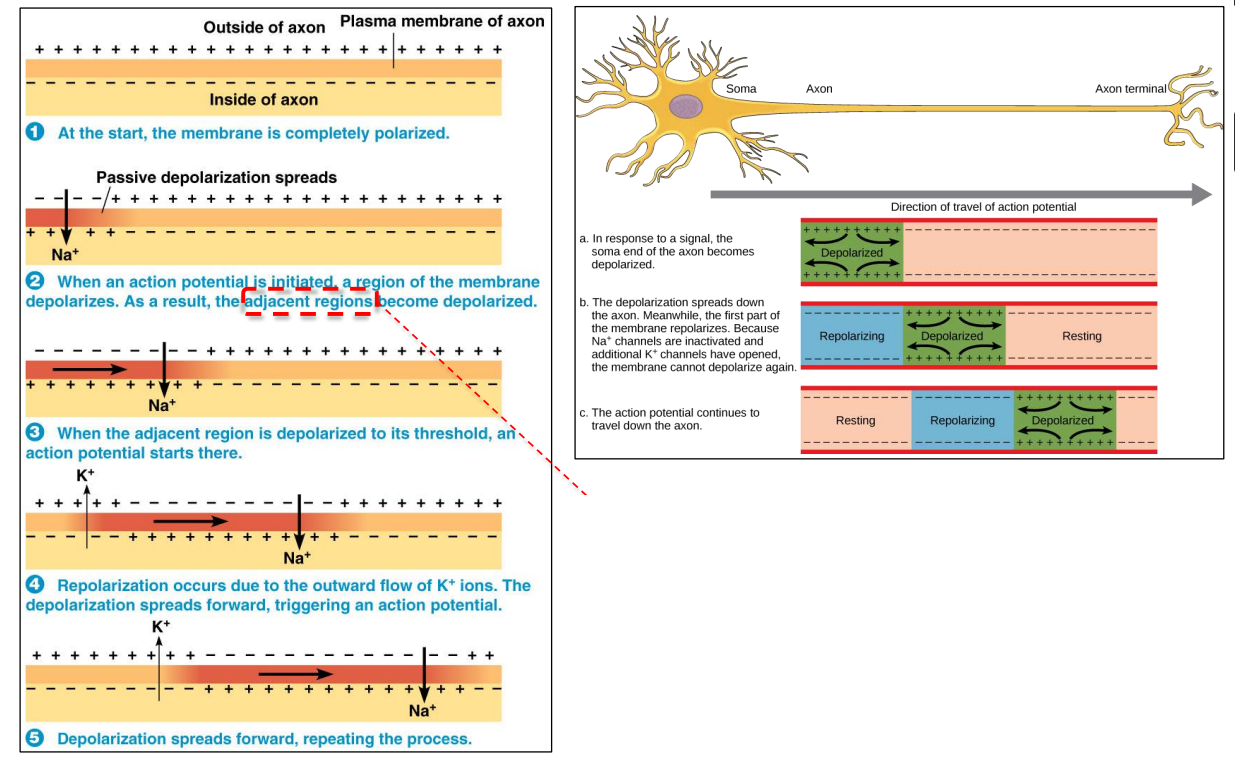 IBDP Biology 2025 SL&HL: C2.2 Neural signaling Study Notes