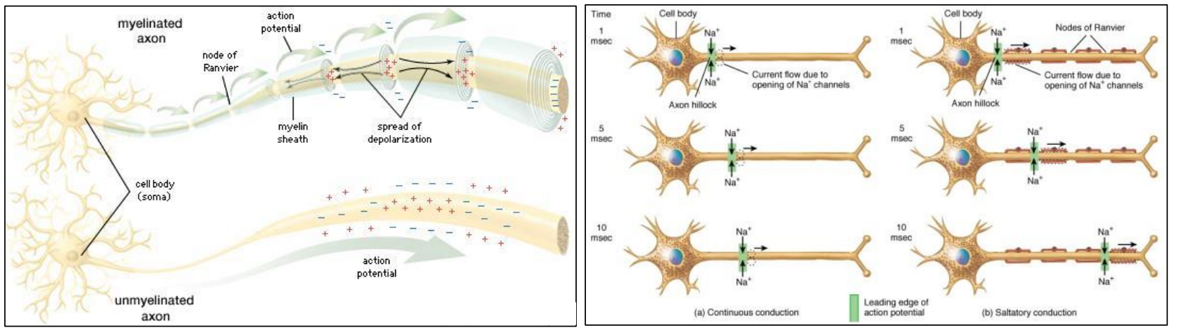 IBDP Biology 2025 SL&HL: C2.2 Neural signaling Study Notes