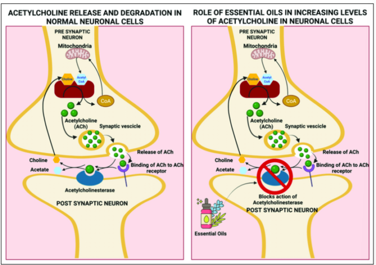 IBDP Biology 2025 SL&HL: C2.2 Neural signaling Study Notes