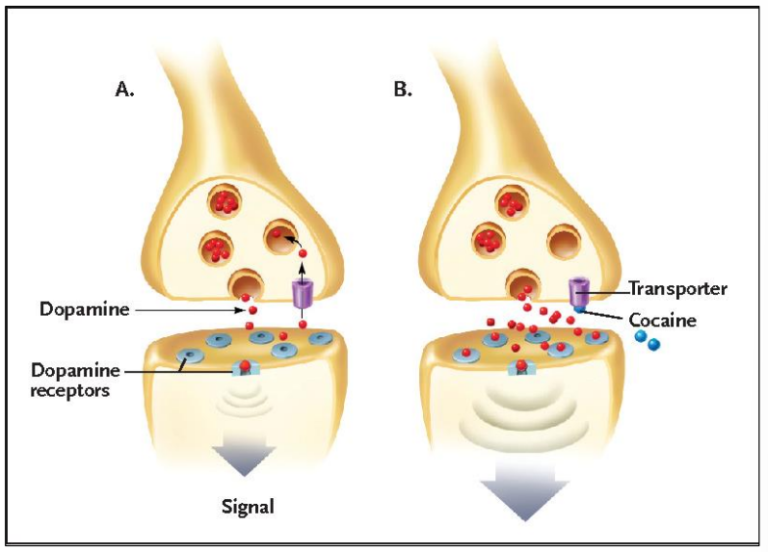 IBDP Biology 2025 SL&HL: C2.2 Neural signaling Study Notes